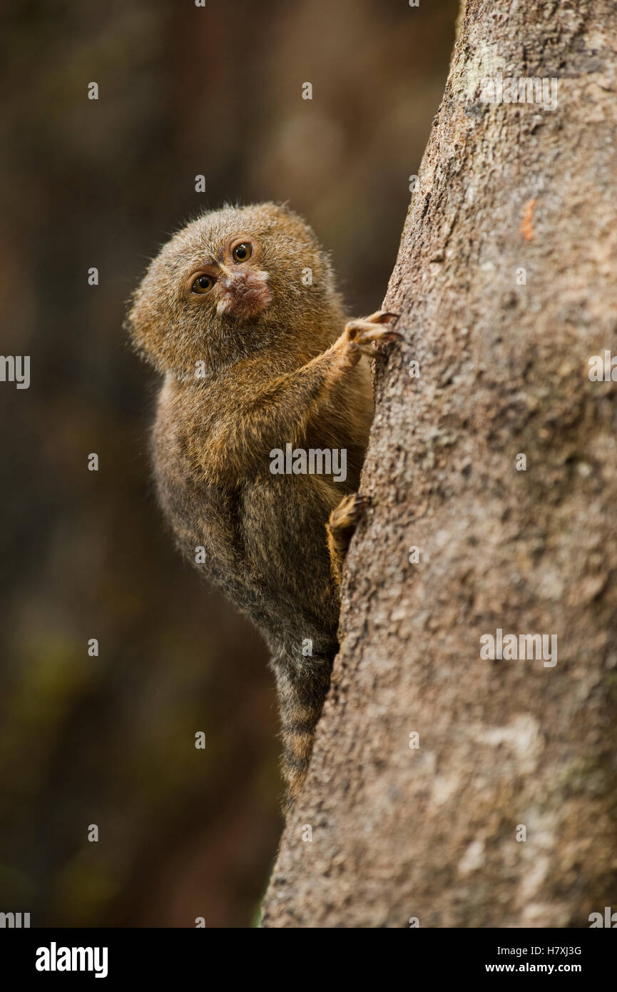 Pygmy Marmoset (Cebuella pygmaea) in rainforest, Cocaya River, eastern ...