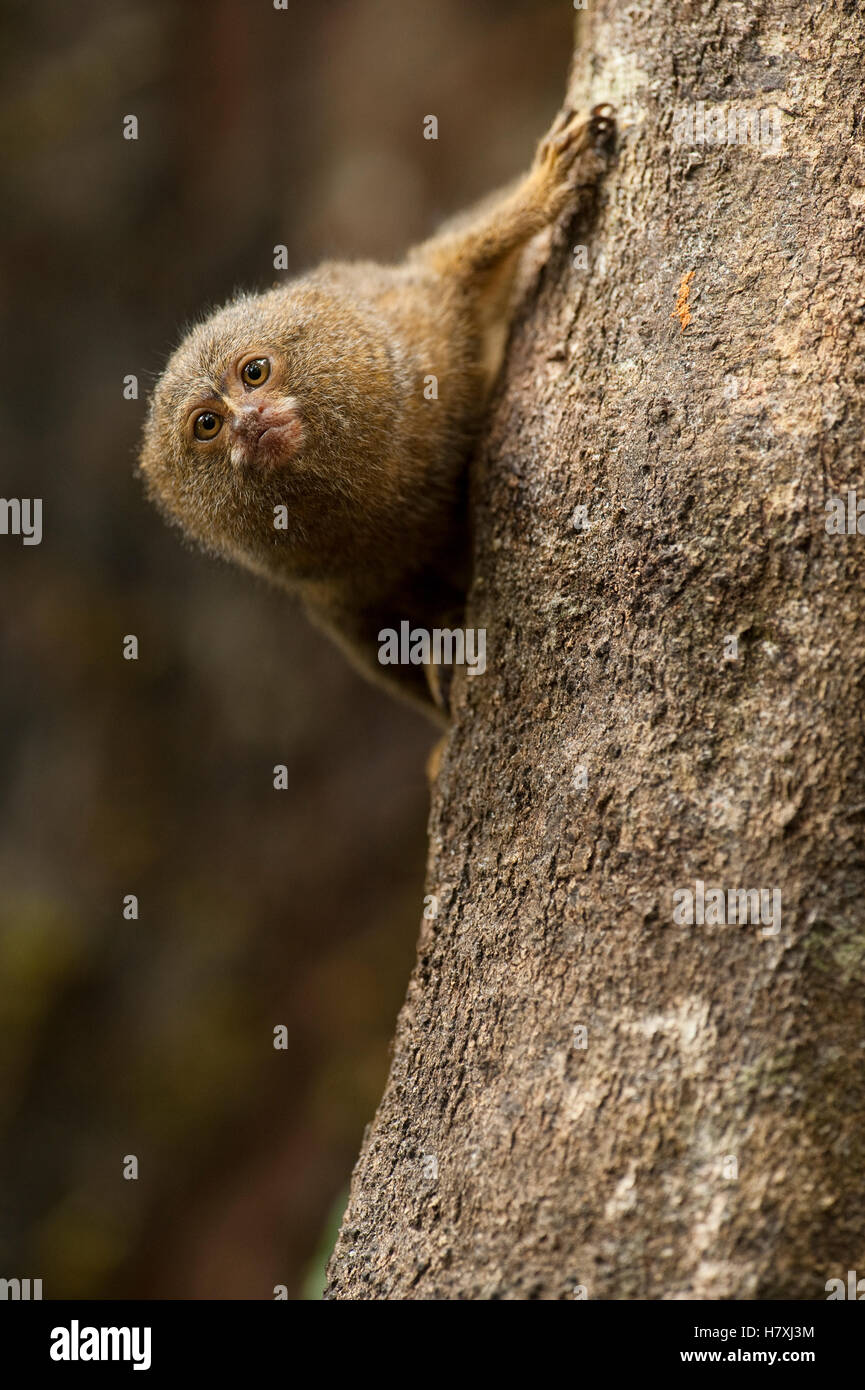 Pygmy Marmoset (Cebuella pygmaea) in rainforest, Cocaya River, eastern ...