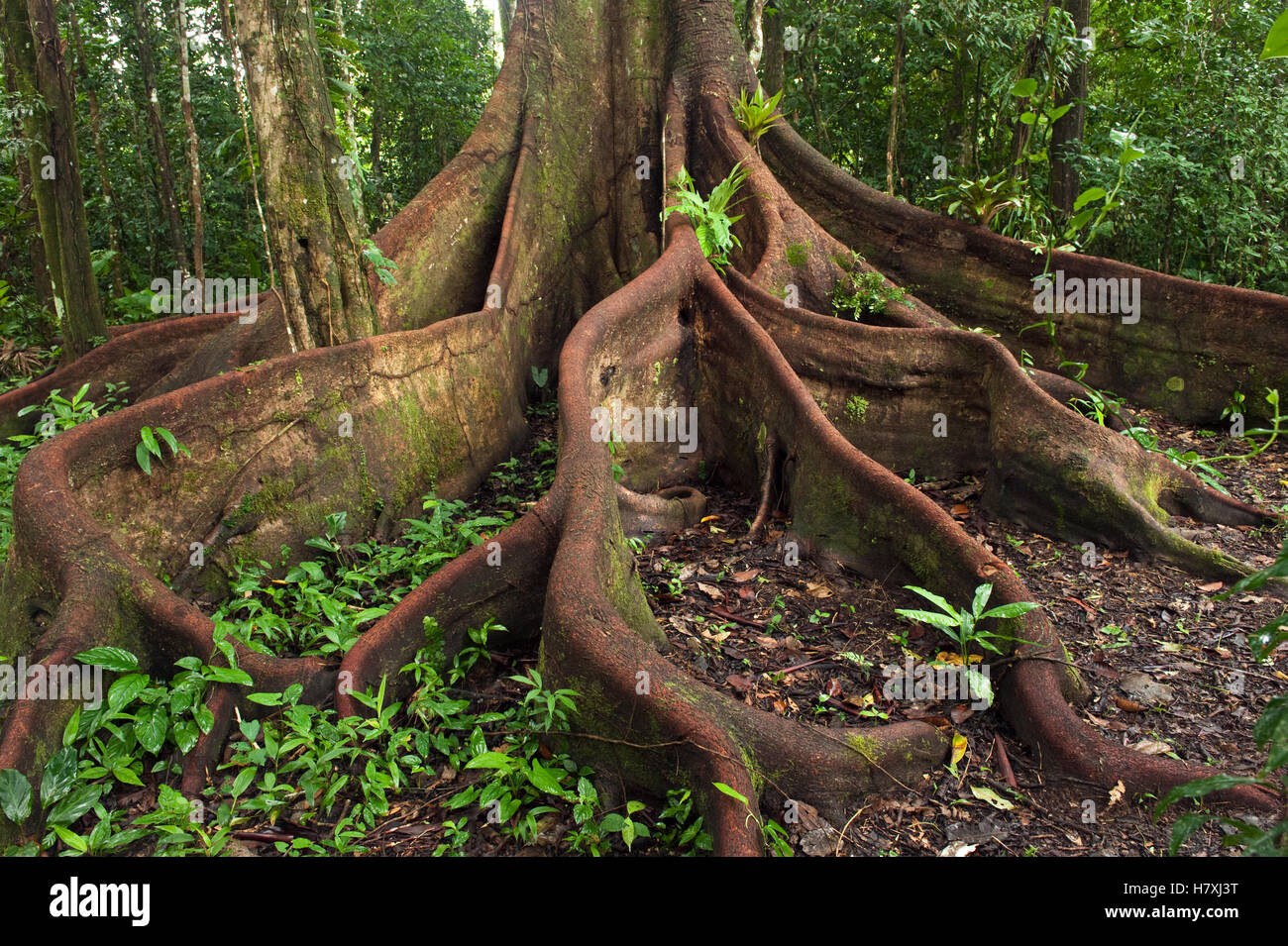 Buttress roots in rainforest, Cocaya River, eastern Amazon, Ecuador ...