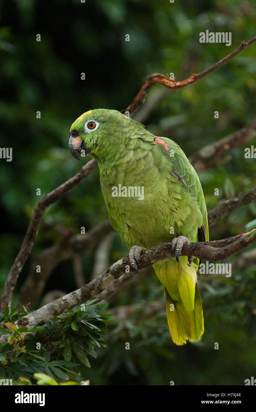 Yellow-crowned Parrot (Amazona ochrocephala) in rainforest, Amazon ...