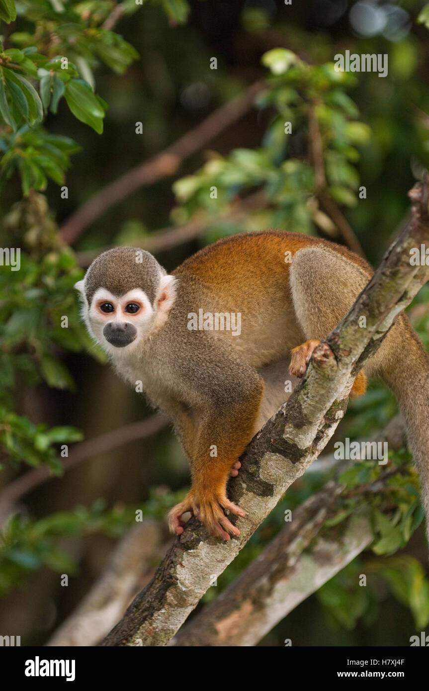 South American Squirrel Monkey (Saimiri sciureus) in rainforest, Amazon ...