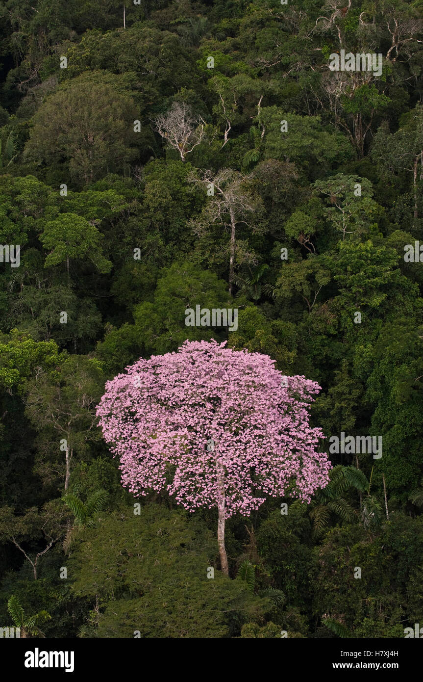 Rainforest canopy with emergent flowering tree in Yasuni National Park ...