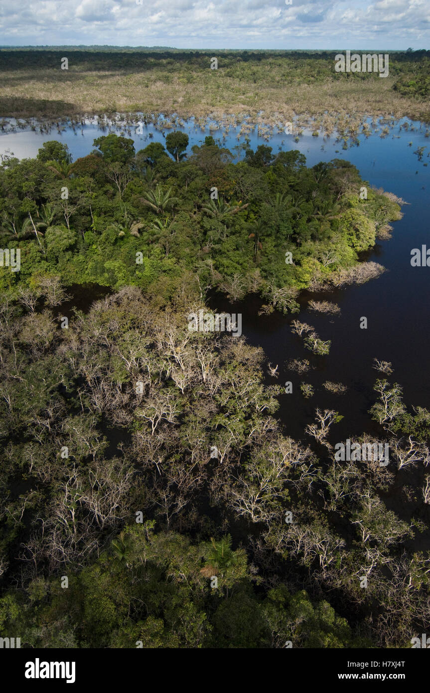 Trees growing in the lagoons of Cuyabeno Reserve, Ecuador Stock Photo ...