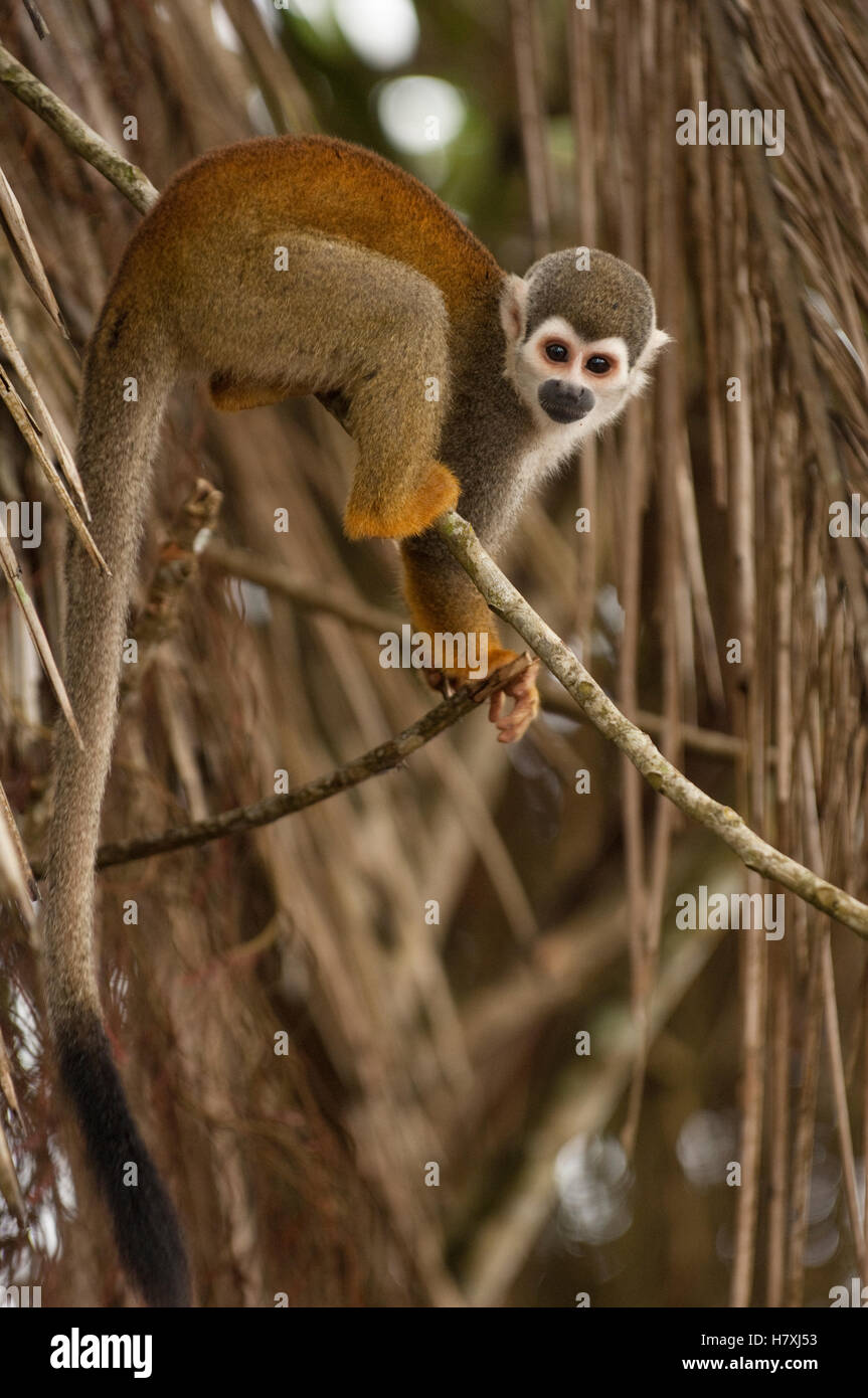 South American Squirrel Monkey (Saimiri sciureus) in tree, Amazon ...