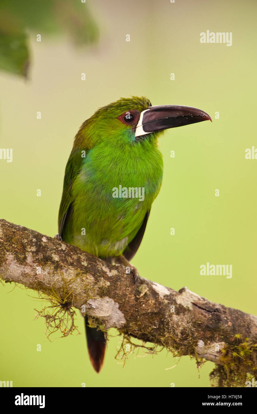 Crimson-rumped Toucanet (Aulacorhynchus haematopygus), Mindo Cloud ...