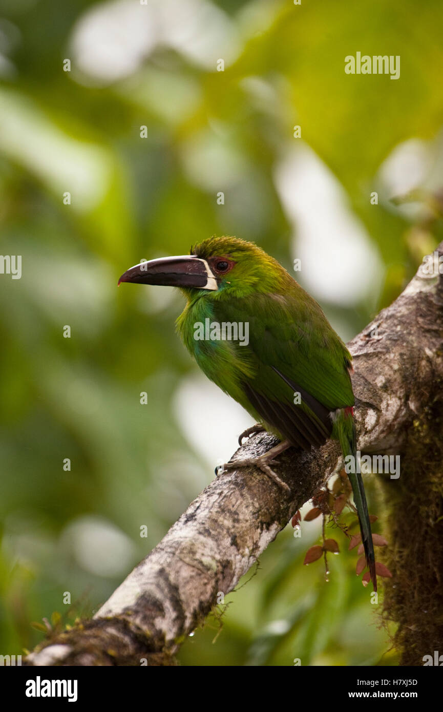 Crimson-rumped Toucanet (Aulacorhynchus haematopygus), Mindo Cloud ...