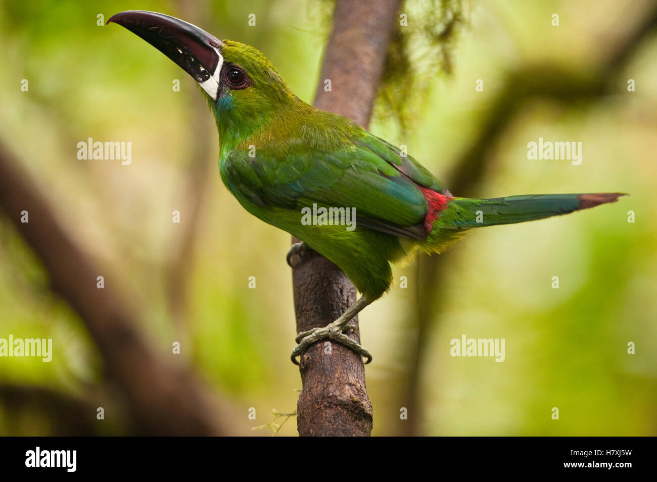 Crimson-rumped Toucanet (Aulacorhynchus haematopygus), Mindo Cloud ...