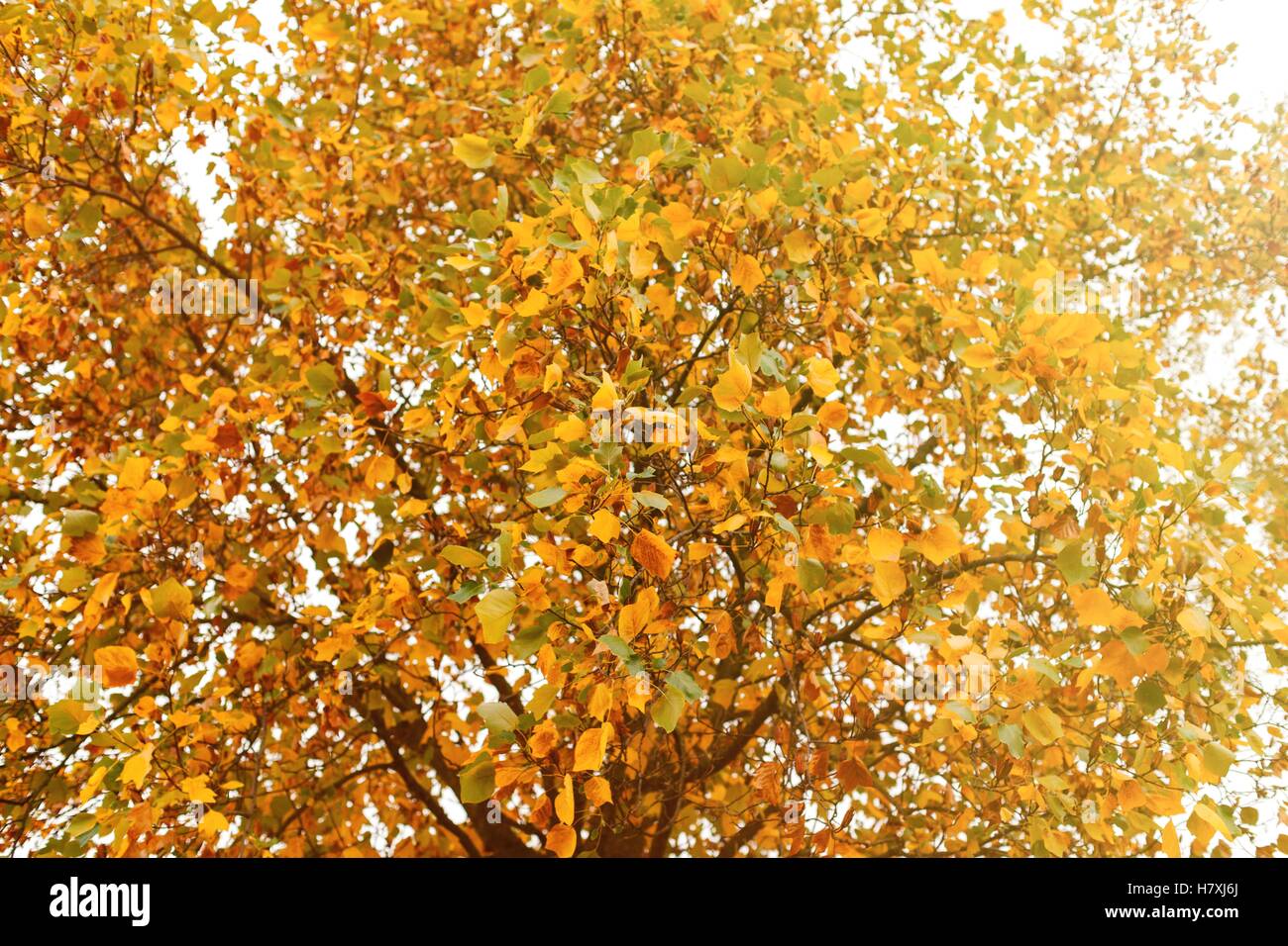 Olm oak forest hi-res stock photography and images - Alamy
