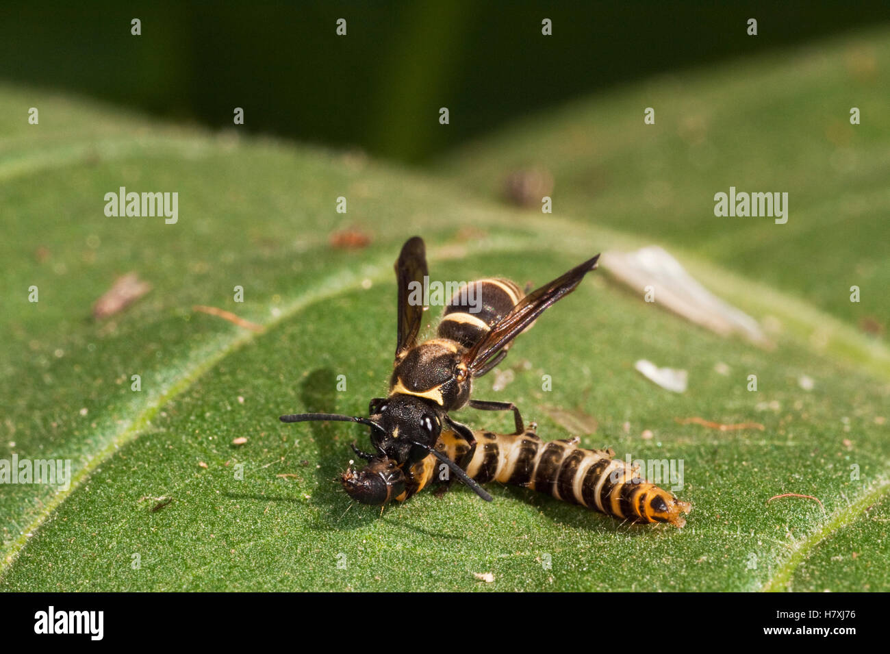 Wasp predating caterpillar, Mindo Cloud Forest, western slope of Andes ...