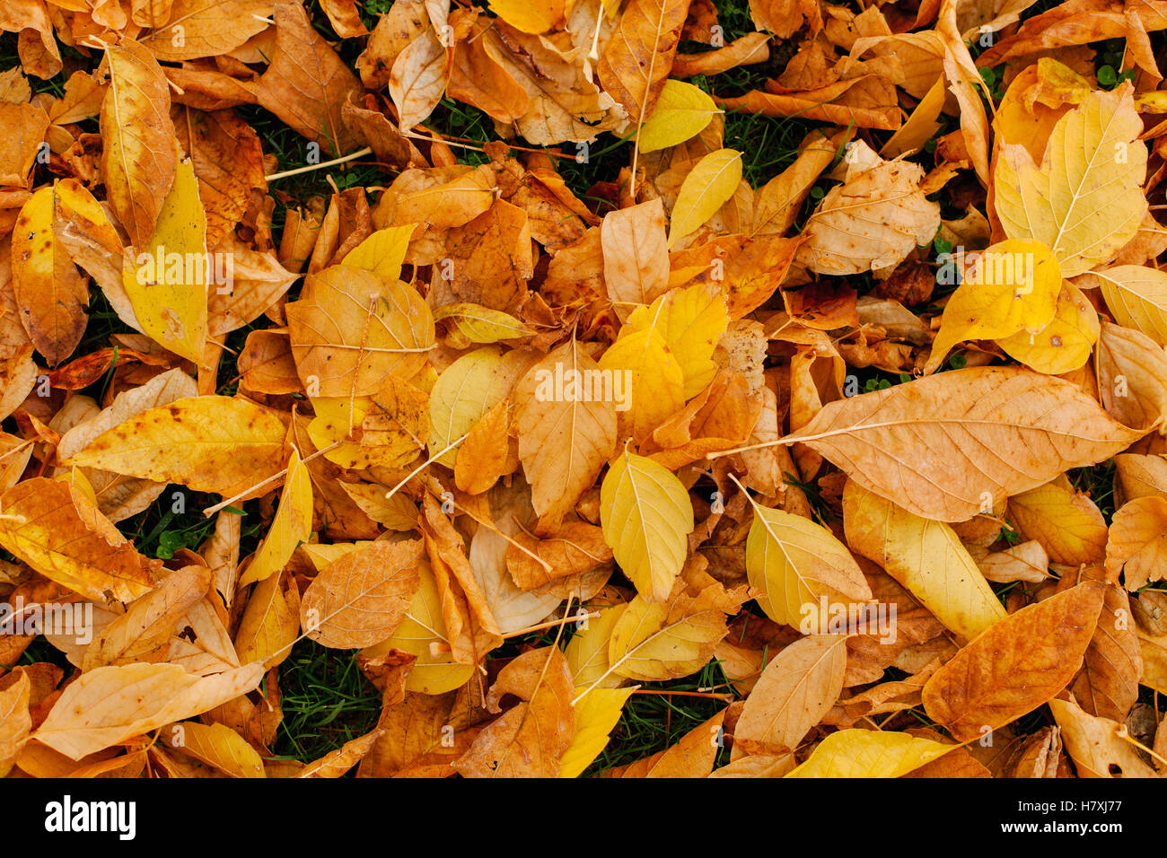 Autumn colors. Fallen leaves of trees Stock Photo - Alamy