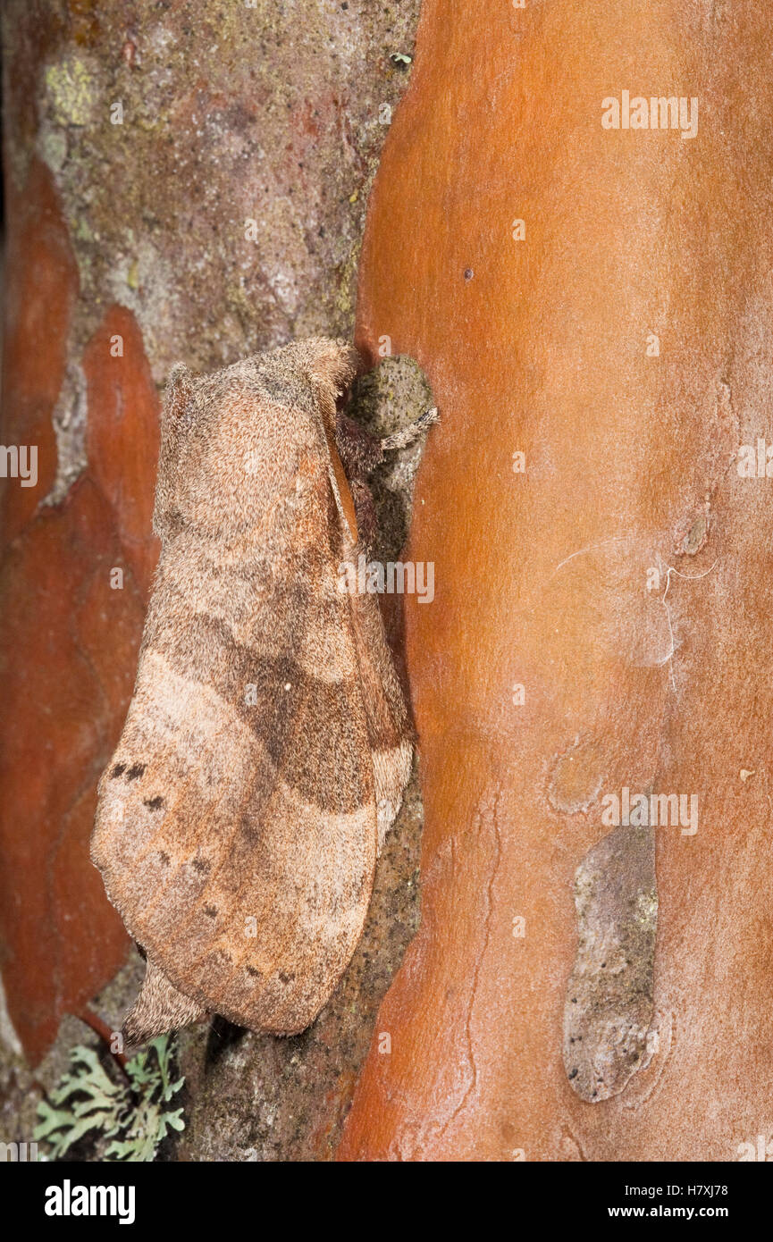 Noctuid Moth (Noctuidae) camouflaged on bark, Mindo Cloud Forest ...