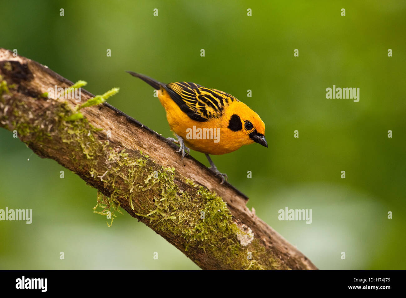 Golden Tanager (Tangara arthus), Mindo Cloud Forest, western slope of ...