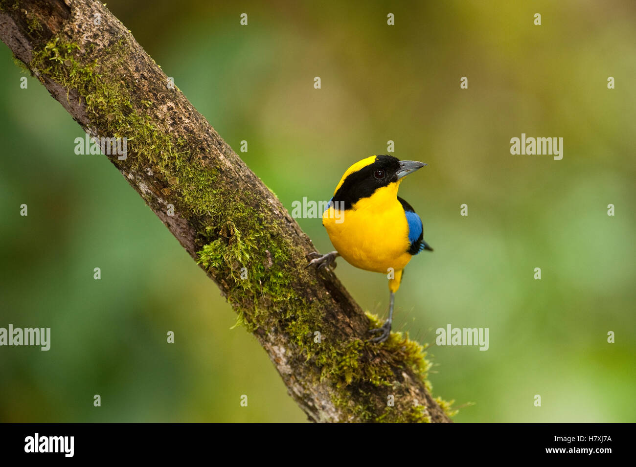 Blue-winged Mountain-tanager (Anisognathus somptuosus), Mindo Cloud ...
