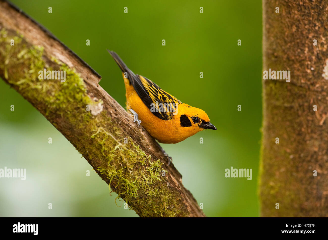Golden Tanager (Tangara arthus), Mindo Cloud Forest, western slope of ...
