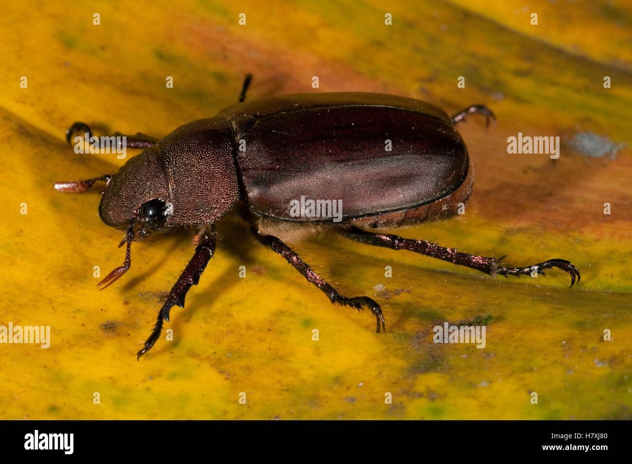 Scarab Beetle (Anomala cuprea), Mindo Cloud Forest, western slope of ...