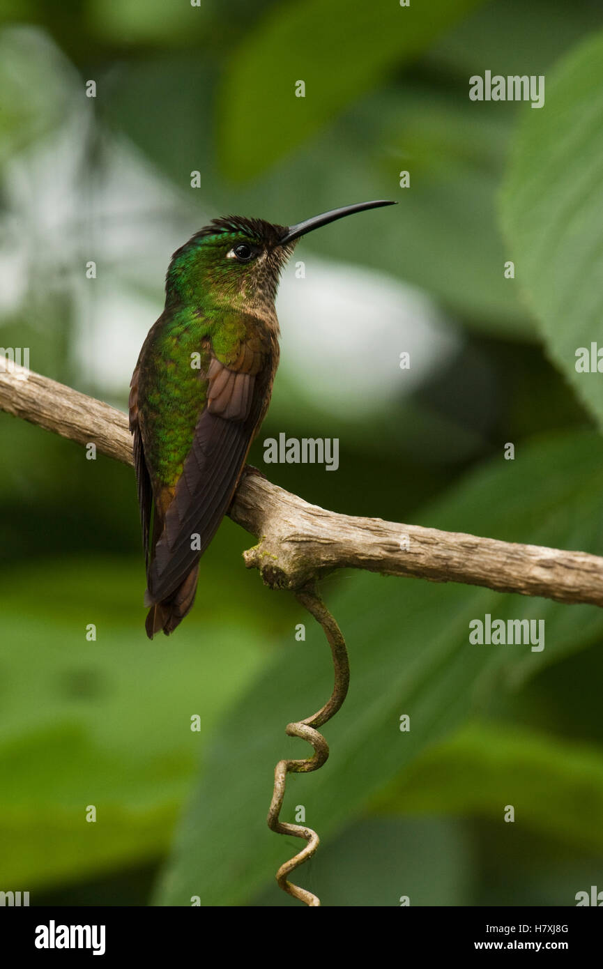 Fawn-breasted Brilliant (Heliodoxa rubinoides) hummingbird, Mindo Cloud ...