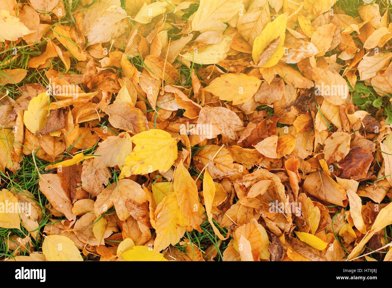 Autumn colors. Fallen leaves of trees Stock Photo - Alamy