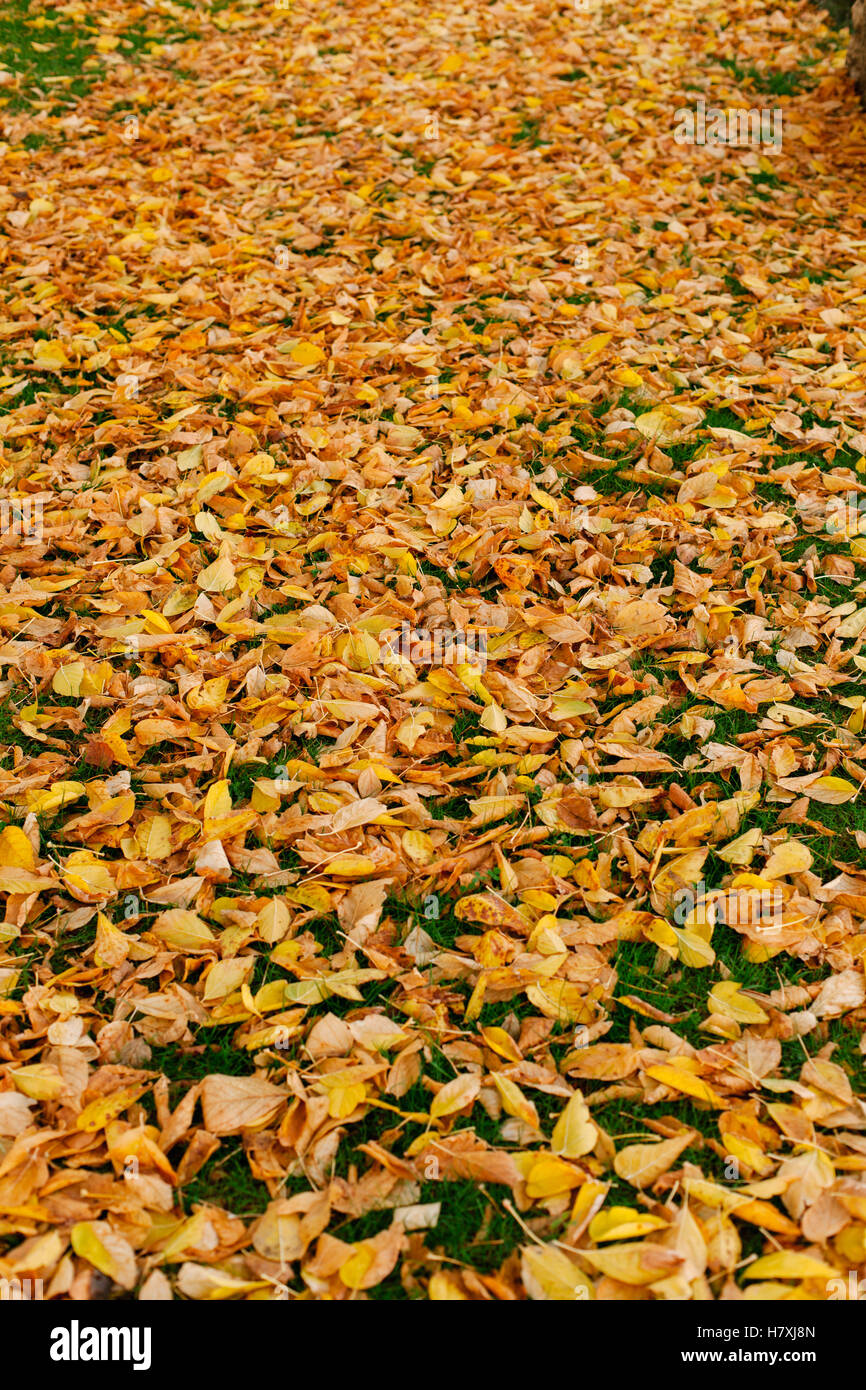 Autumn colors. Fallen leaves of trees Stock Photo - Alamy
