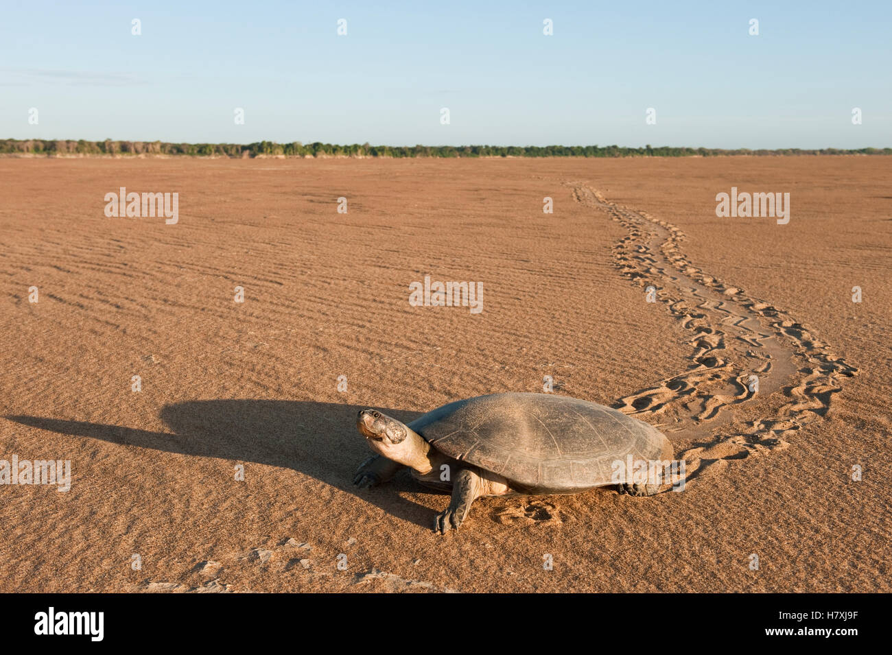 South American River Turtle (Podocnemis expansa) after laying eggs ...