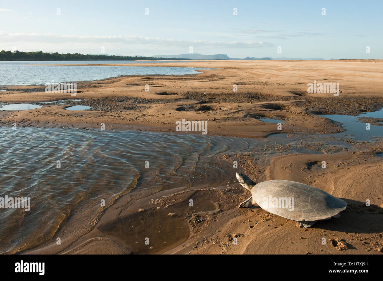 South American River Turtle (Podocnemis expansa) after laying eggs ...