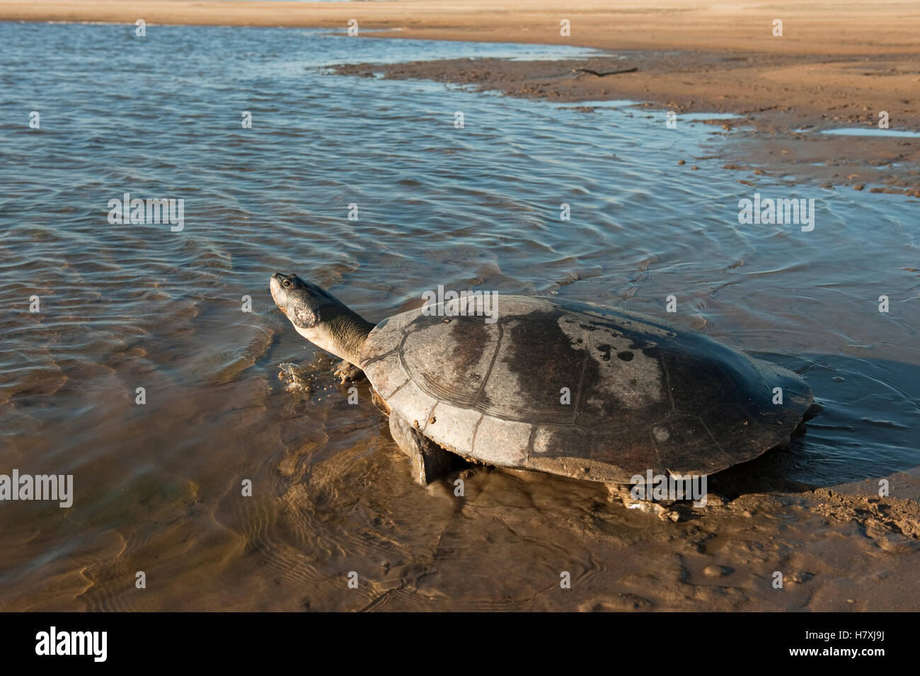 South American River Turtle (Podocnemis expansa) after laying eggs ...