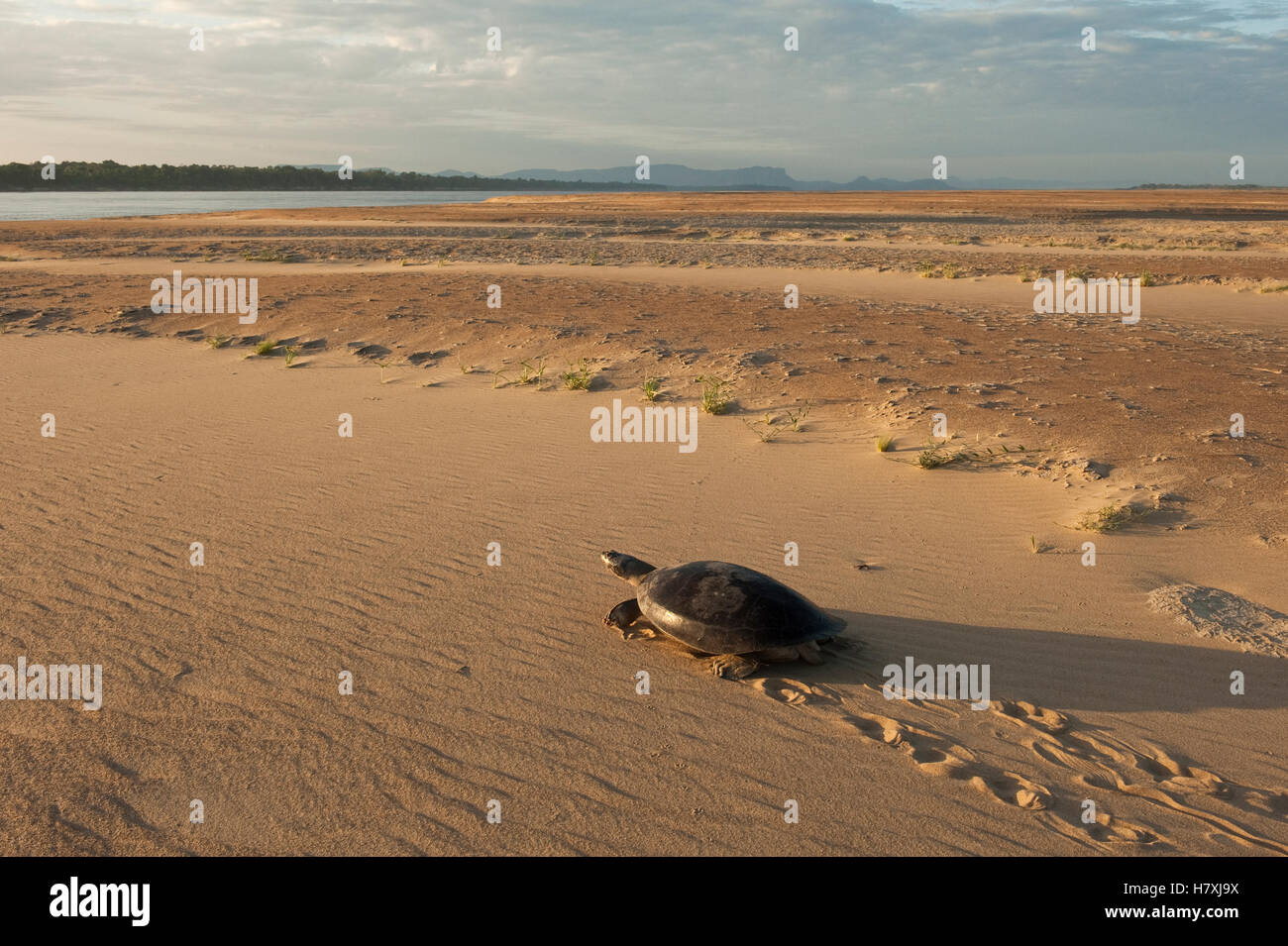 South American River Turtle (Podocnemis expansa) after laying eggs ...