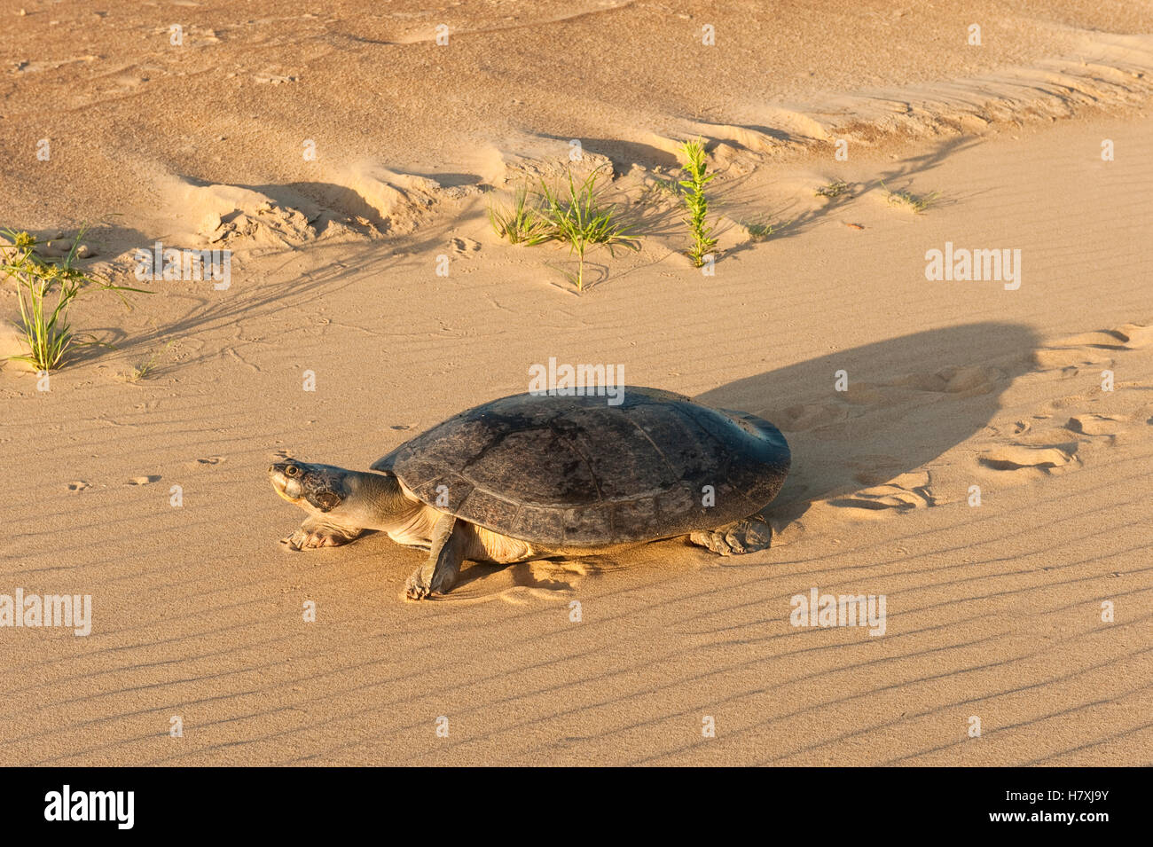 South American River Turtle (Podocnemis expansa) after laying eggs ...