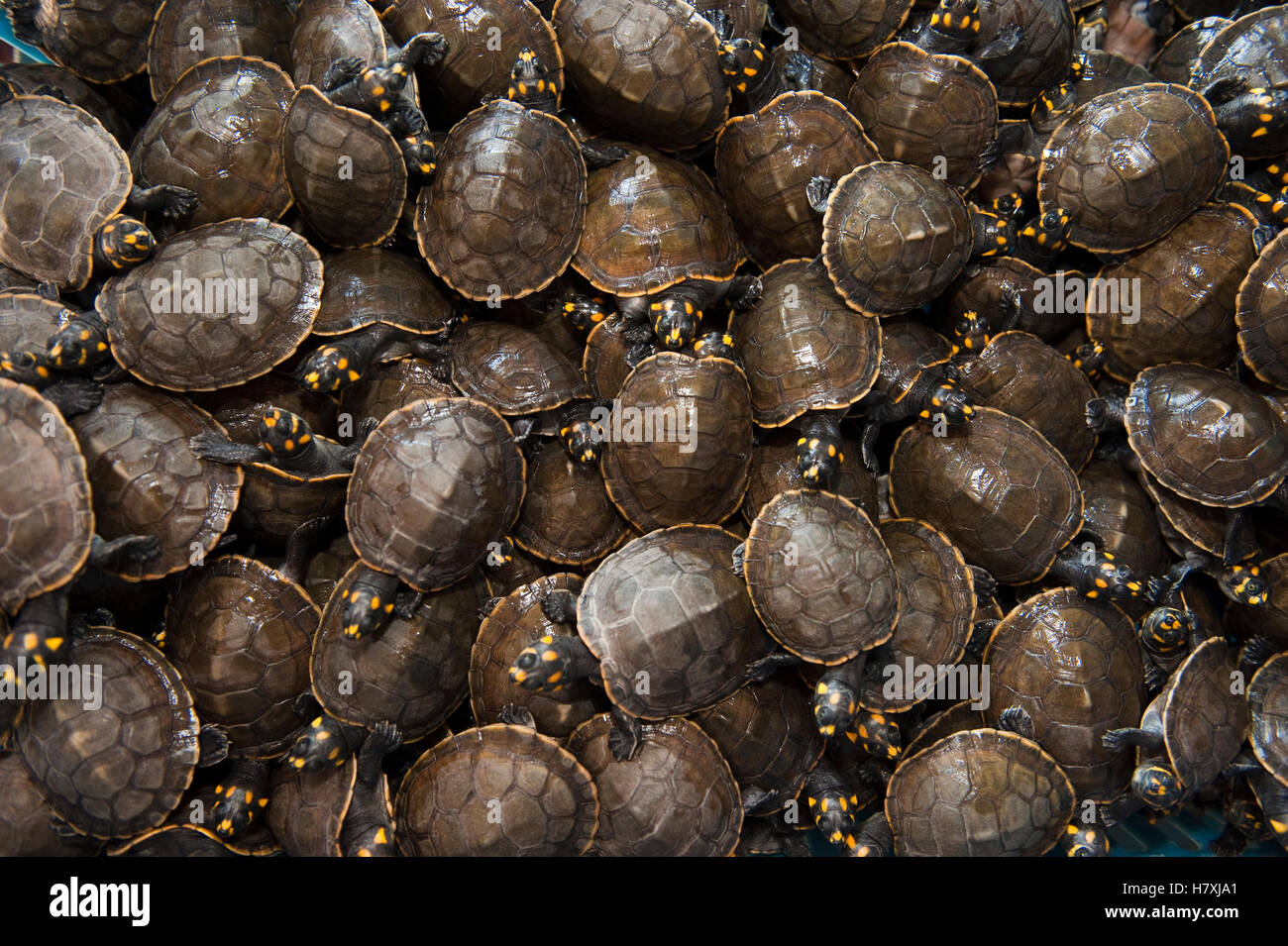 Yellow-spotted Amazon River Turtle (Podocnemis unifilis) yearlings ...