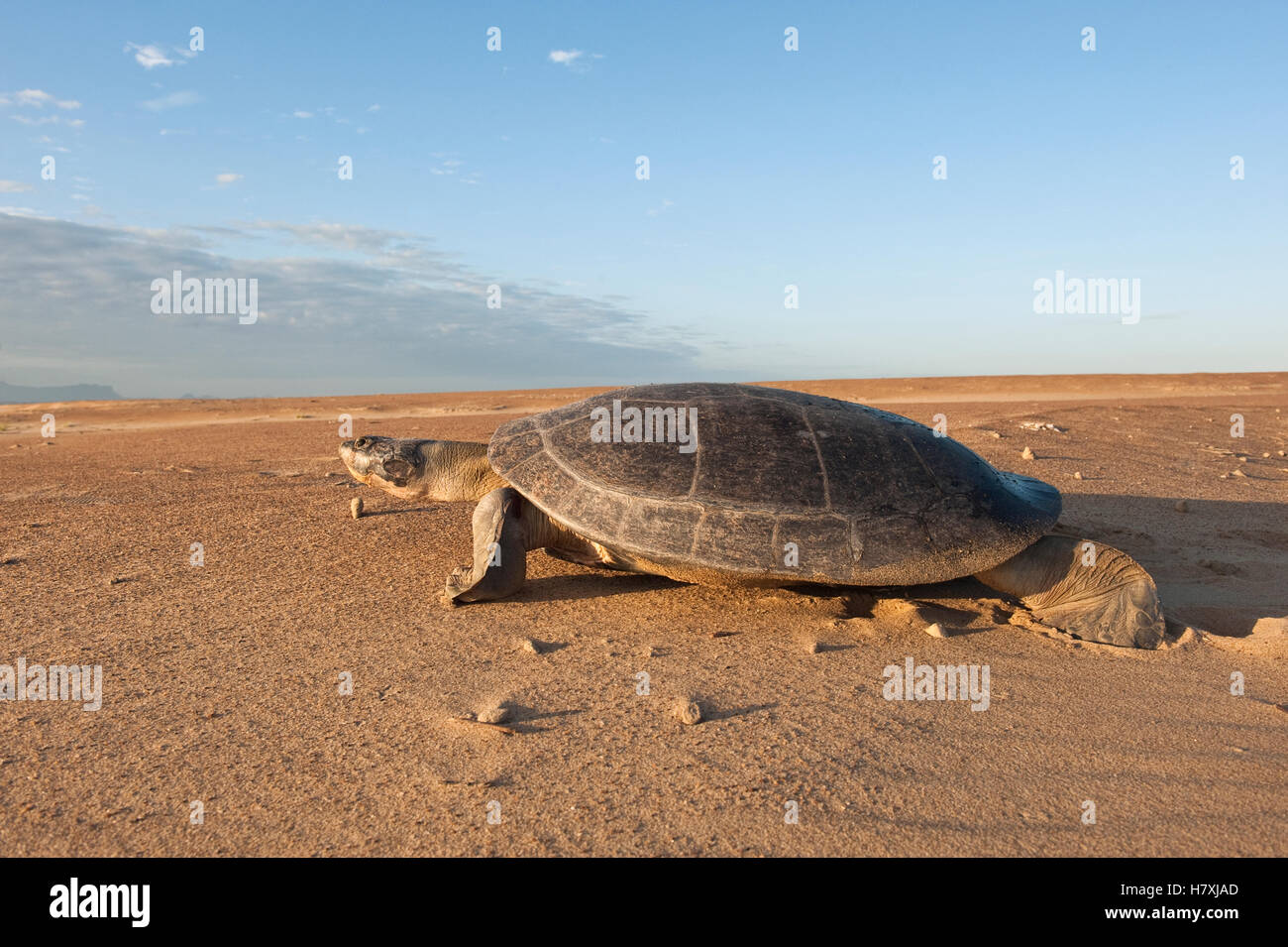 South American River Turtle (Podocnemis expansa) after laying eggs ...