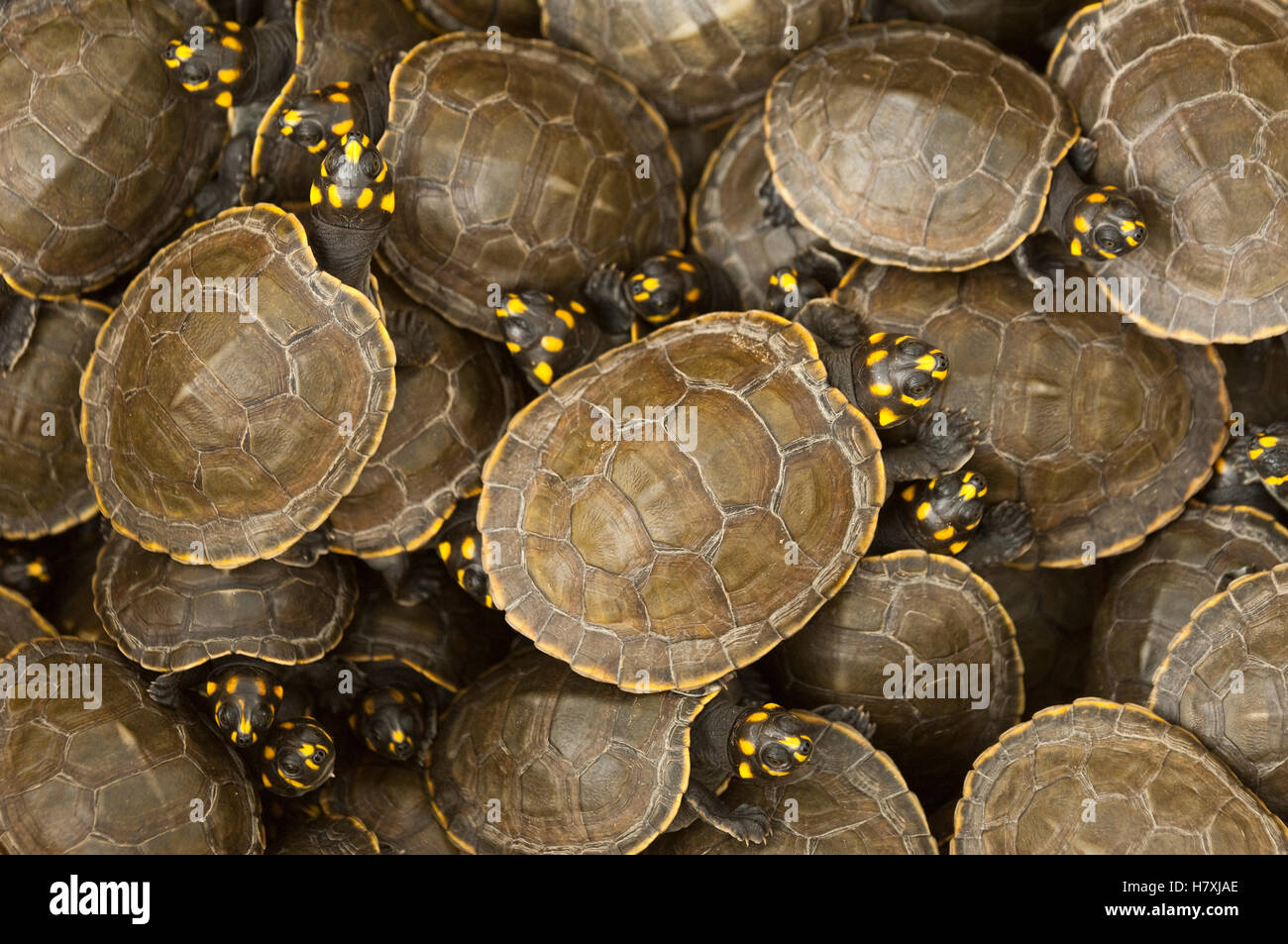 Yellow-spotted Amazon River Turtle (Podocnemis unifilis) yearlings ...