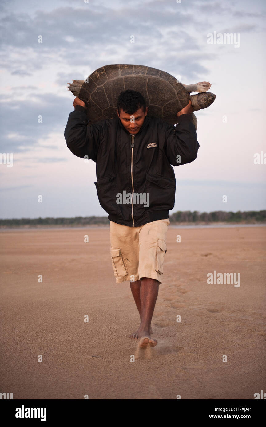 South American River Turtle (Podocnemis expansa) carried back to river ...
