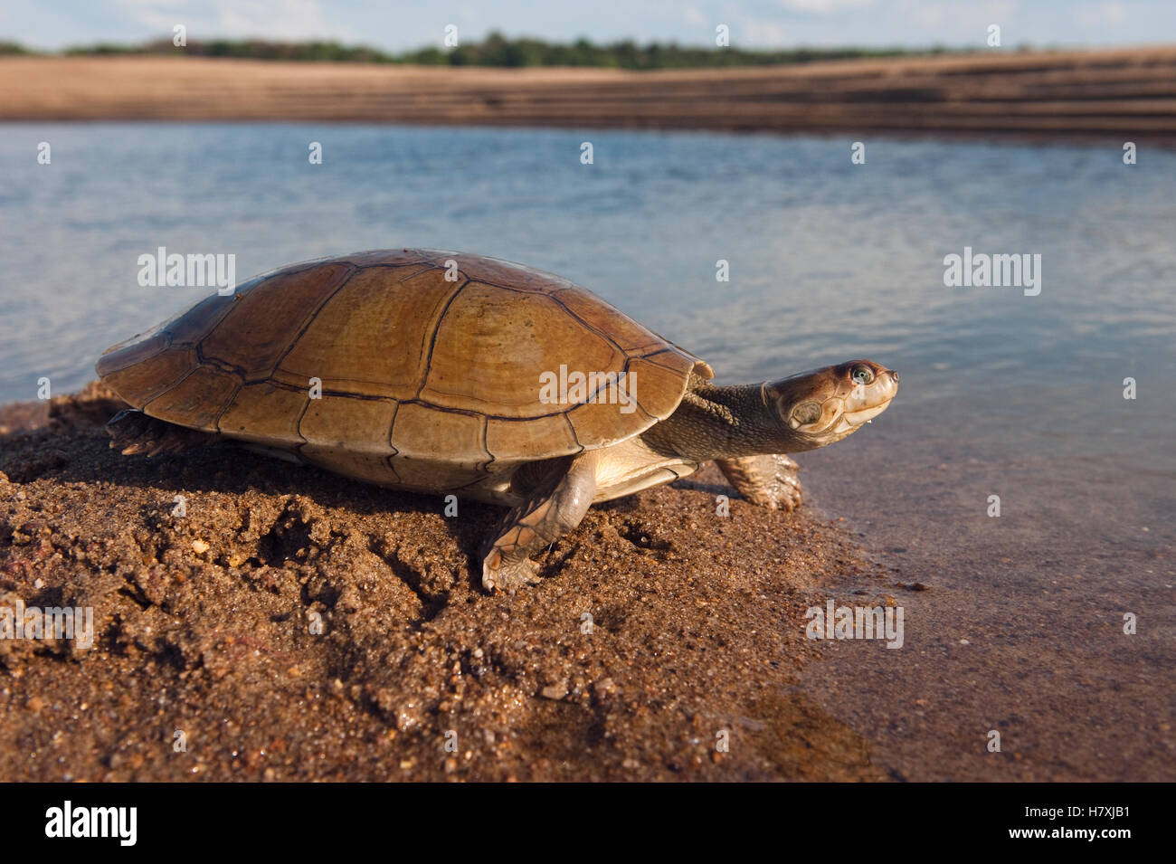 Savanna Side-necked Turtle (Podocnemis vogli) released after being ...