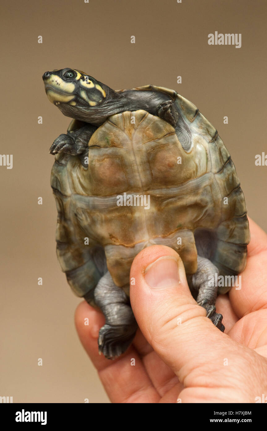 South American River Turtle (Podocnemis expansa) yearling, part of ...