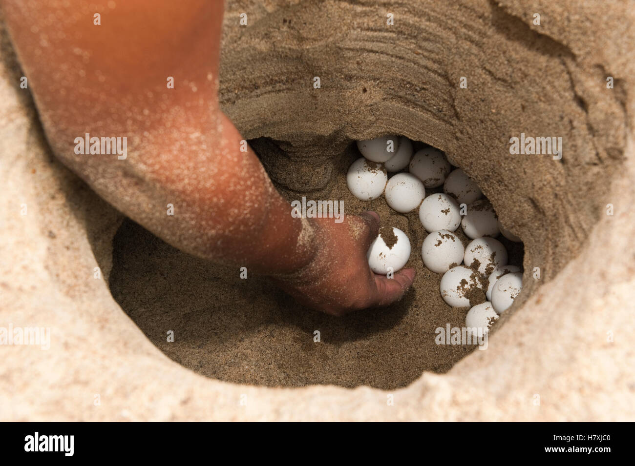 South American River Turtle (Podocnemis expansa) nest being dug up for ...