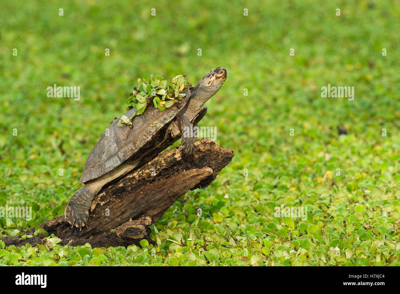 Savanna Side Neck Turtle ZootierlisteHomepage