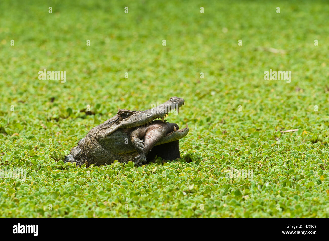 Spectacled Caiman (Caiman crocodilus) feeding on Capybara (Hydrochoerus ...