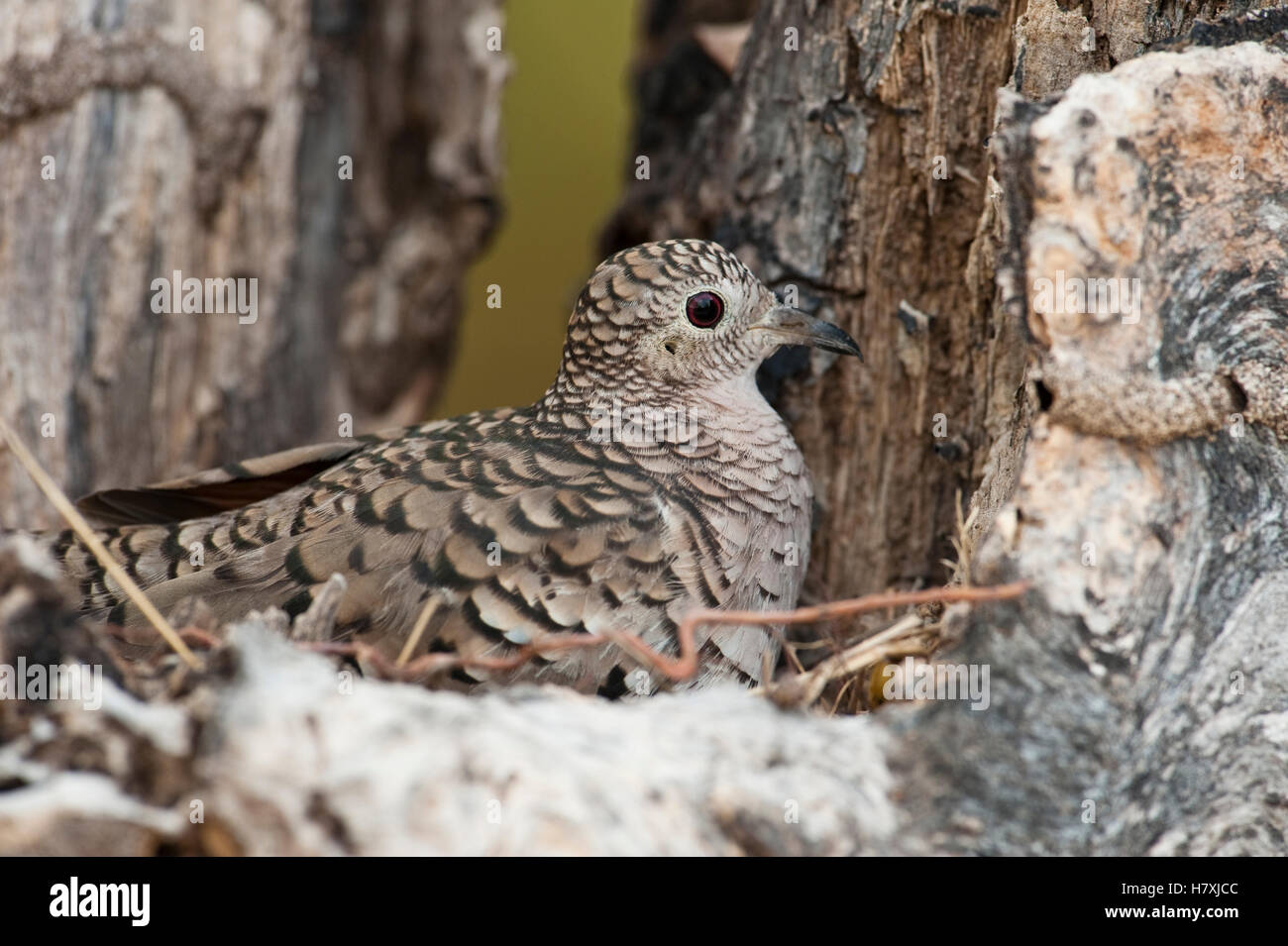 Scaled Dove (Columbina squammata) on nest, Hato Masaguaral working farm ...