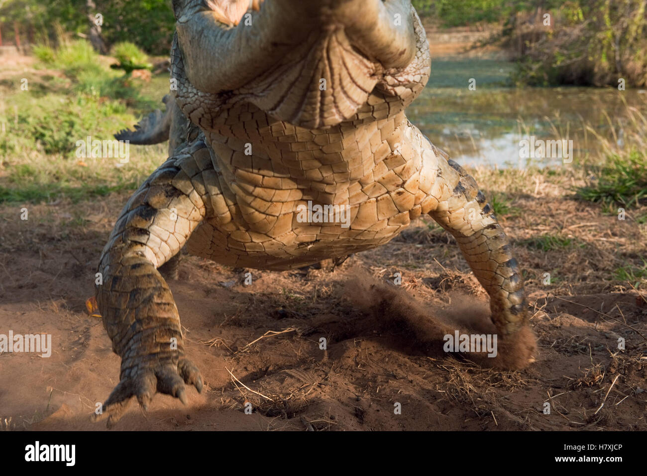 Orinoco Crocodile (Crocodylus intermedius) female used for captive ...