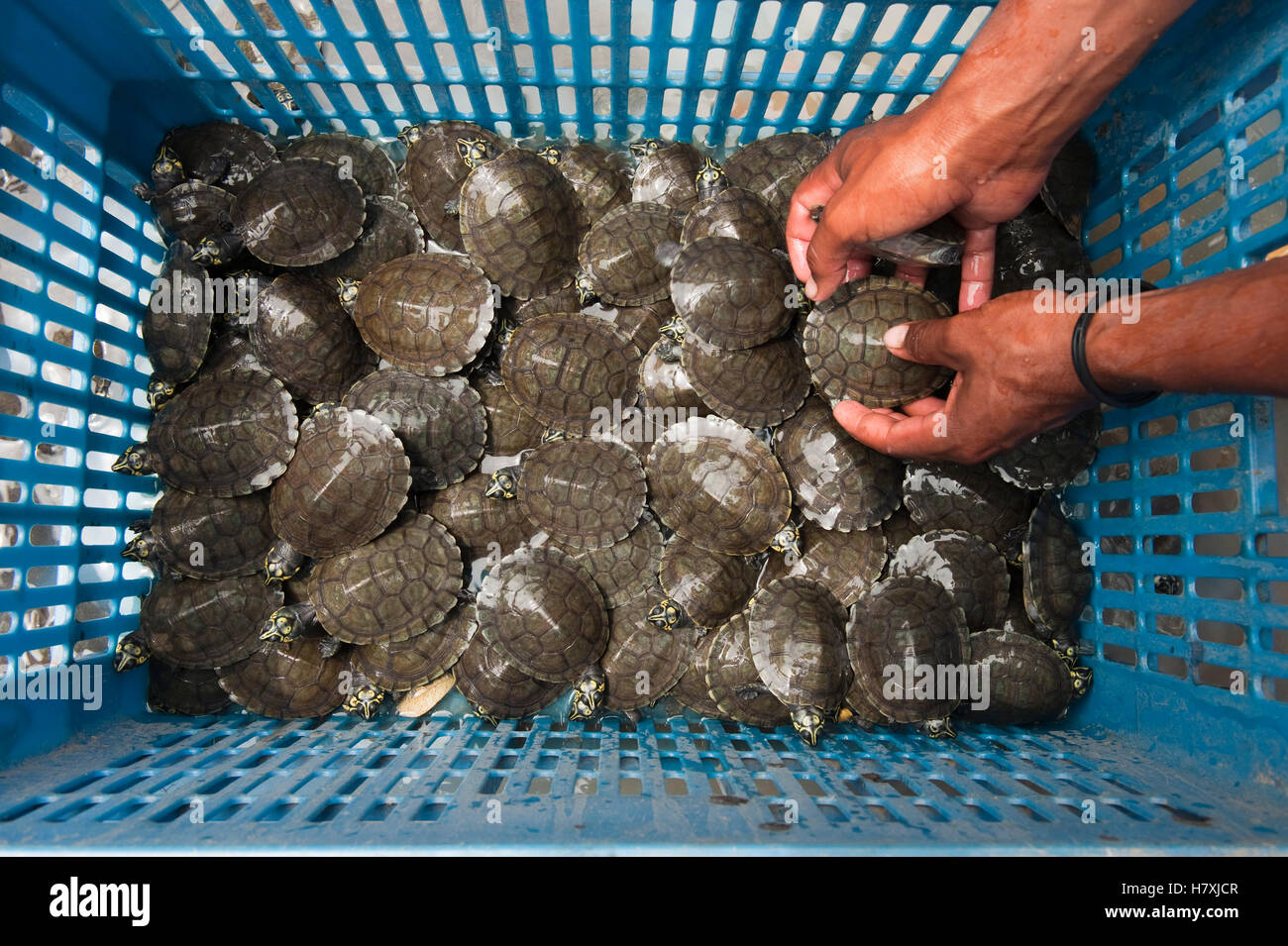 South American River Turtle (Podocnemis expansa) yearlings, part of ...