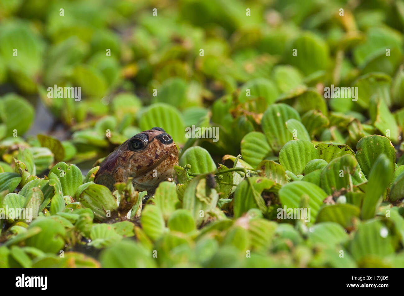 Savanna Side-necked Turtle (Podocnemis vogli) head looking above water ...