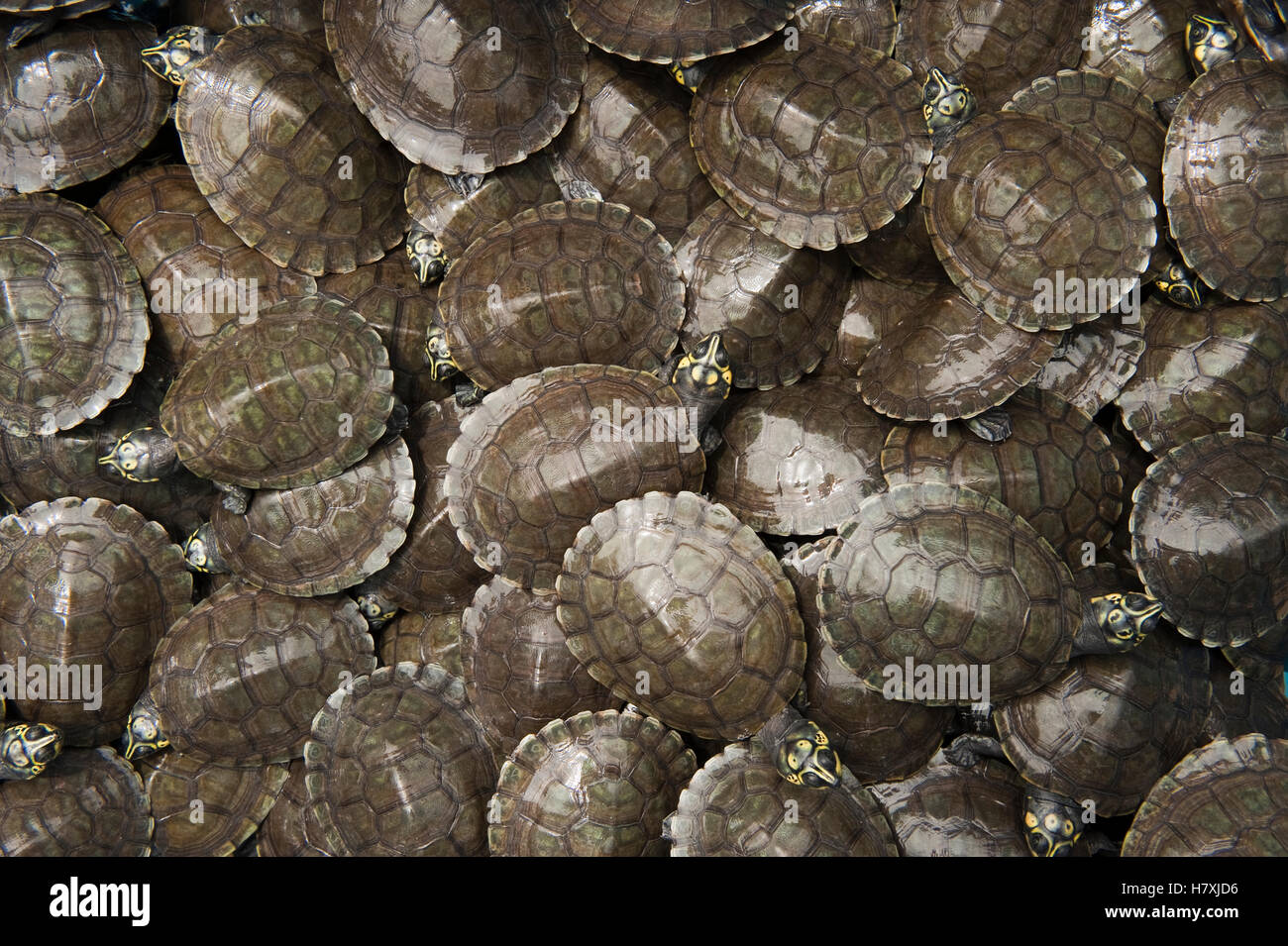 South American River Turtle (Podocnemis expansa) yearlings, part of ...