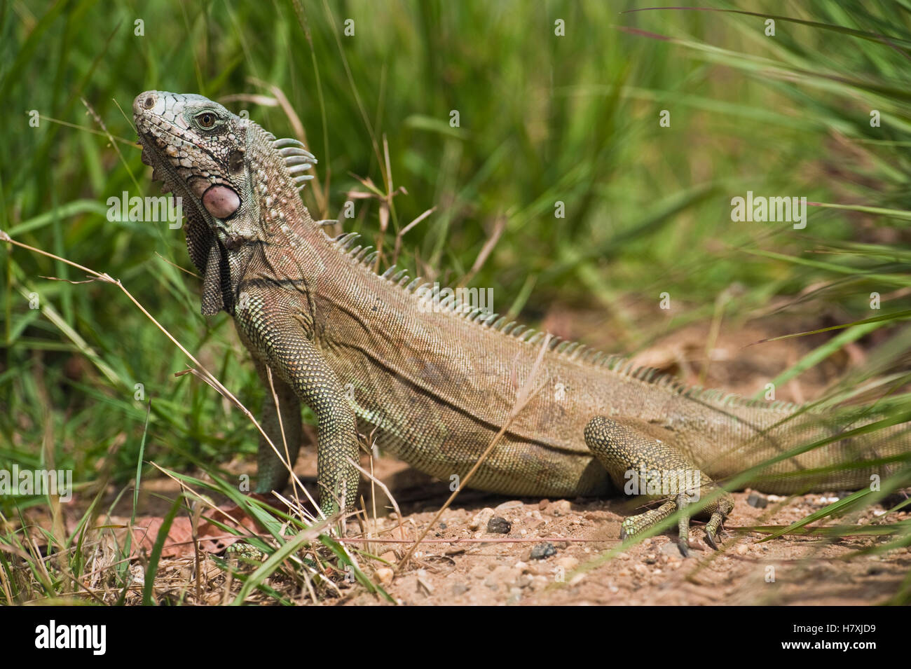 Green Iguana (Iguana iguana), Hato Masaguaral working farm and ...