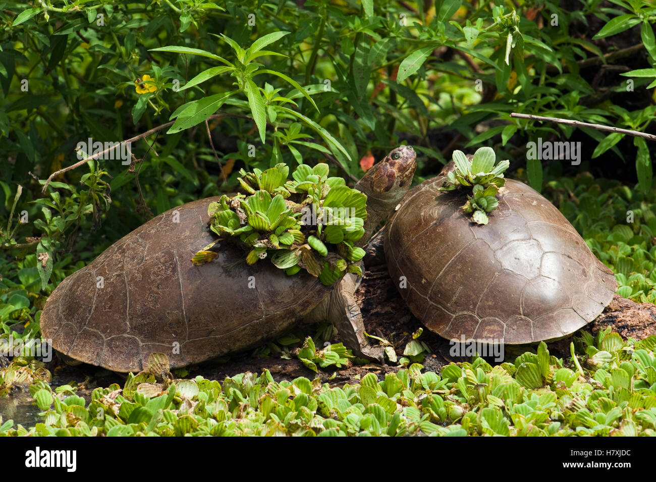 Savanna Side-necked Turtle (Podocnemis vogli) pair basking, Hato ...