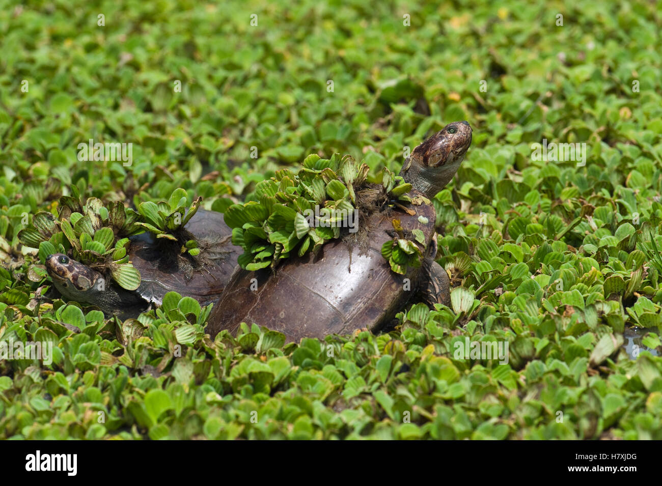 Savanna Side-necked Turtle (Podocnemis vogli) pair basking, Hato ...