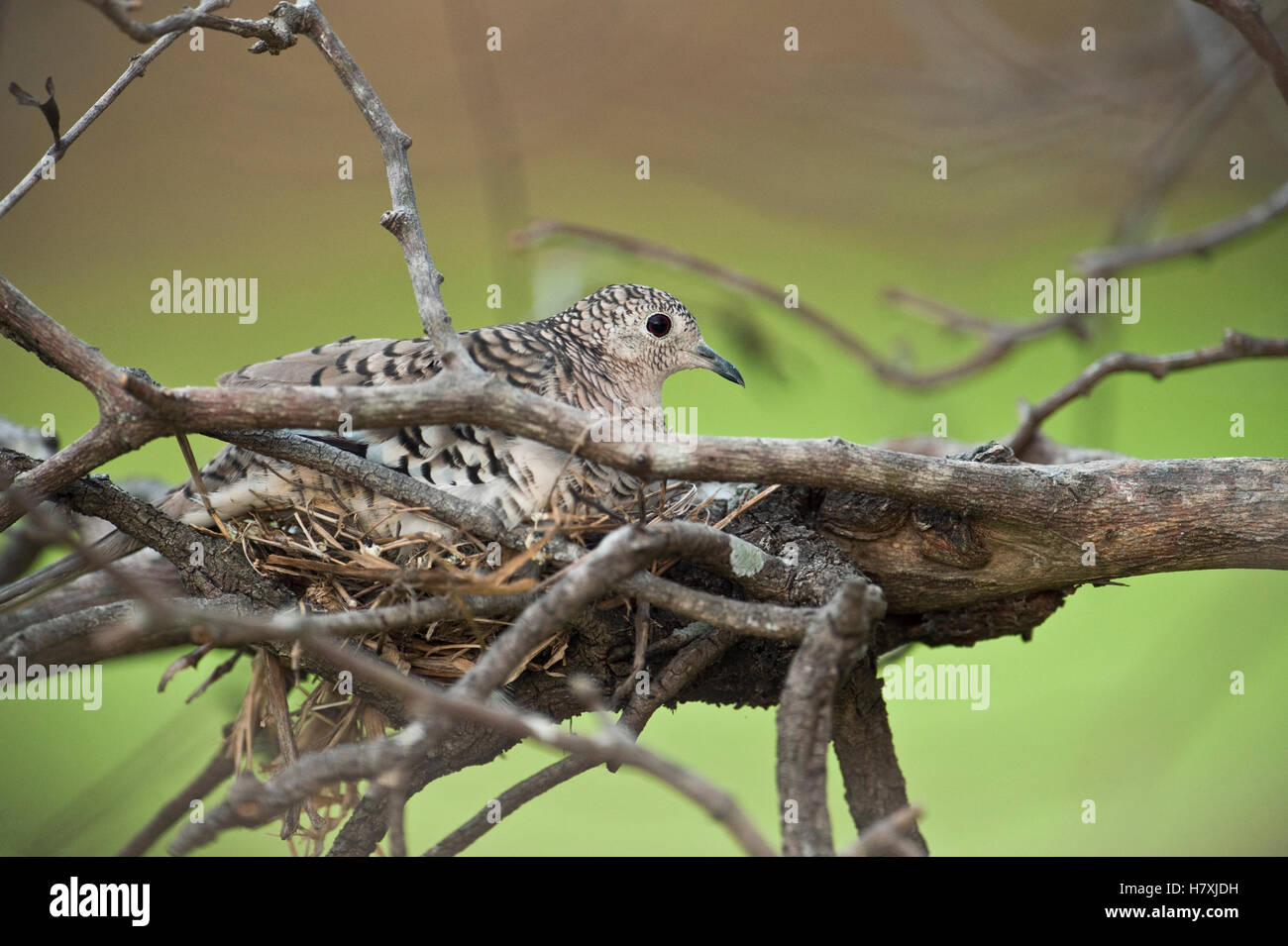 Scaled Dove (Columbina squammata) on nest, Hato Masaguaral working farm ...