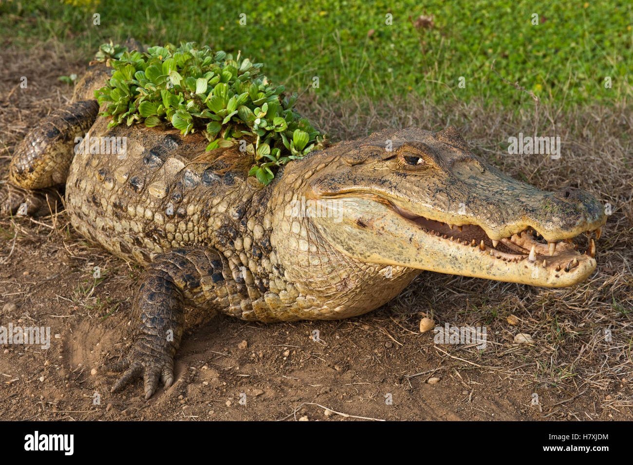 Spectacled Caiman (Caiman crocodilus), Hato Masaguaral working farm and ...