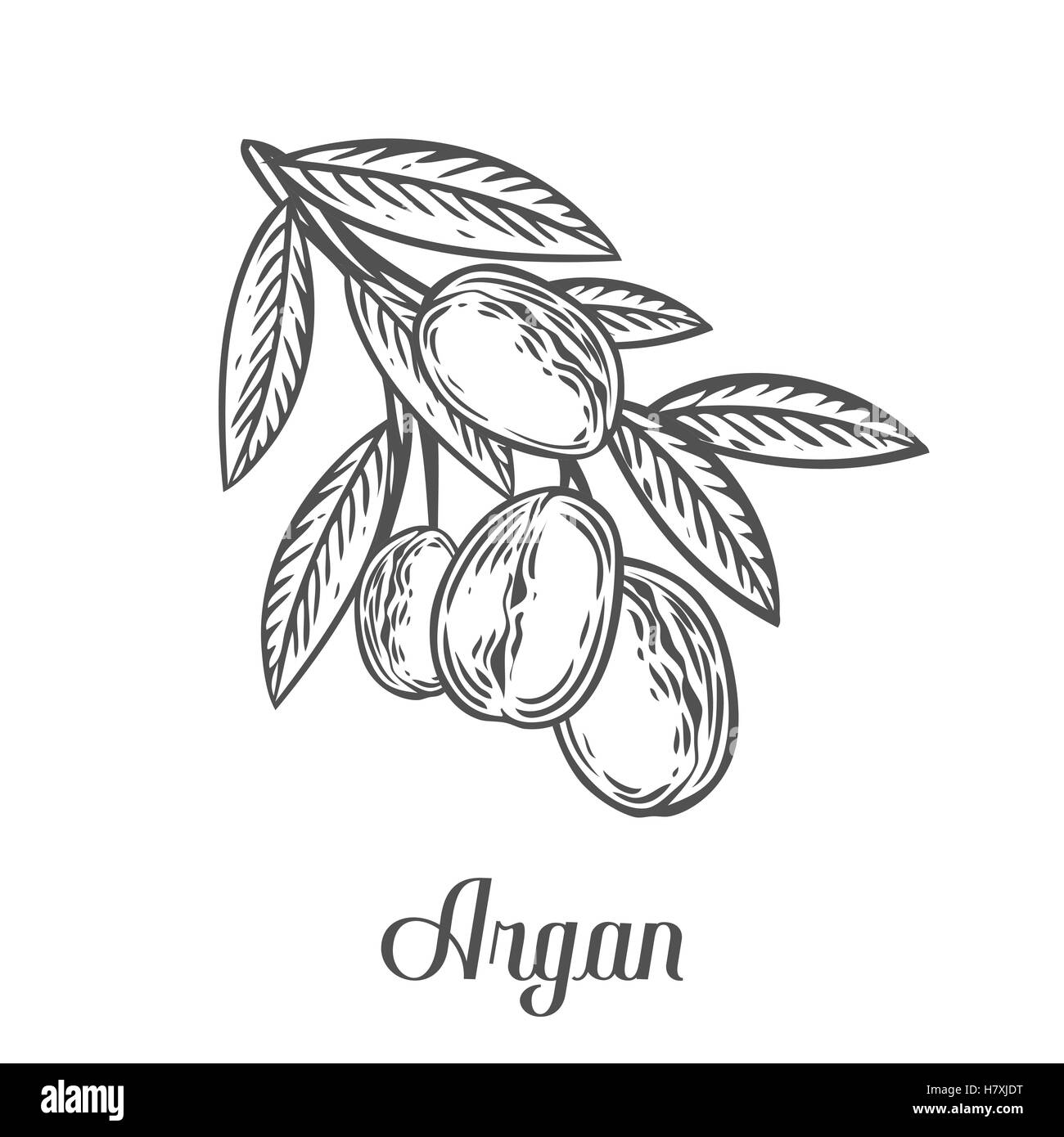 Argan oil vector vectors hi-res stock photography and images - Alamy