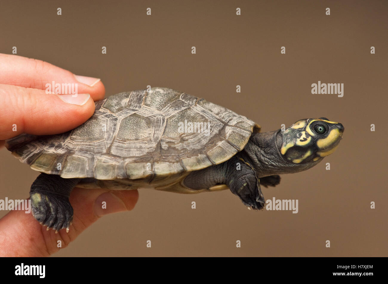 South American River Turtle (Podocnemis expansa) yearling, part of ...