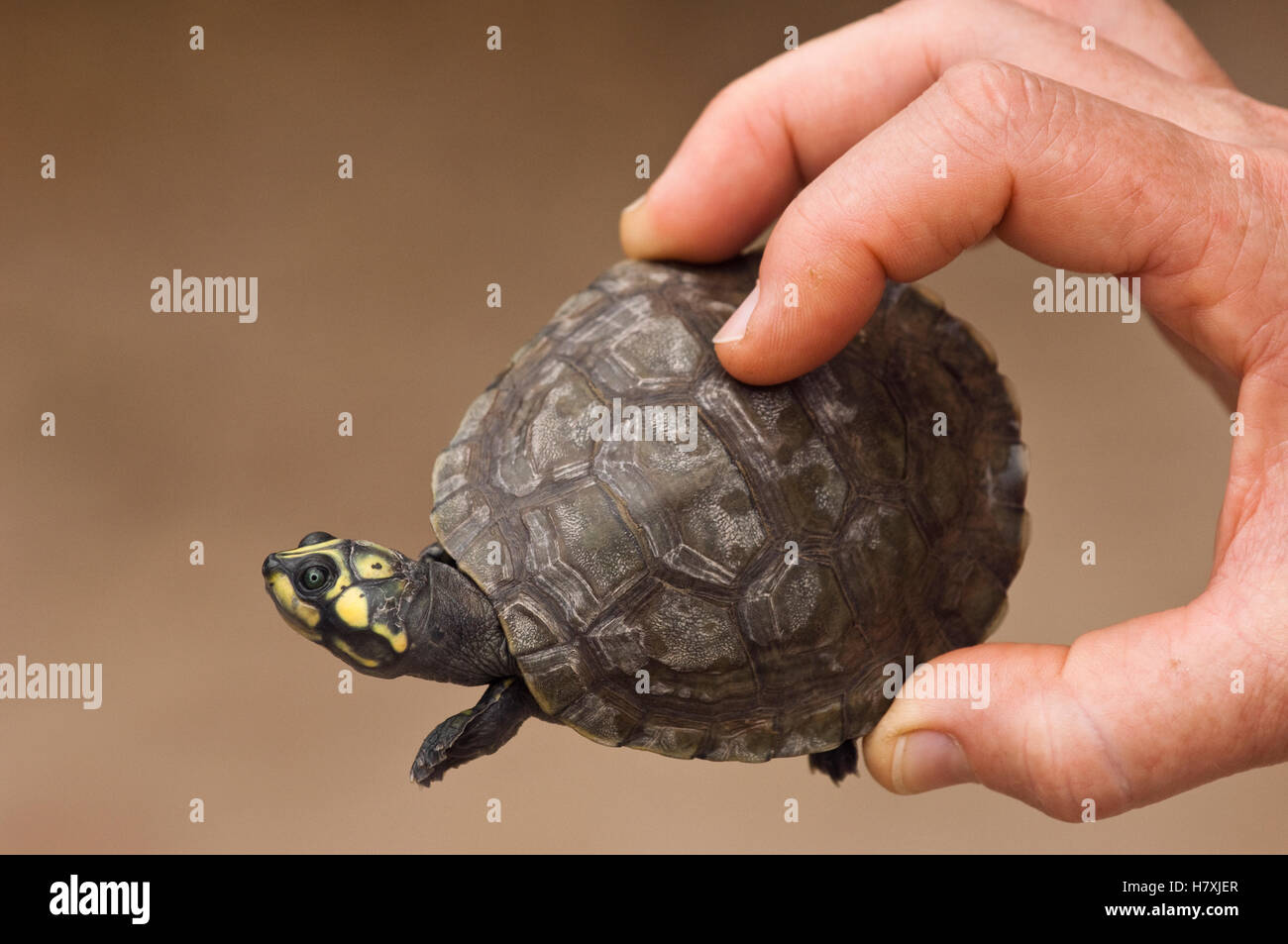 South American River Turtle (Podocnemis expansa) yearling, part of ...
