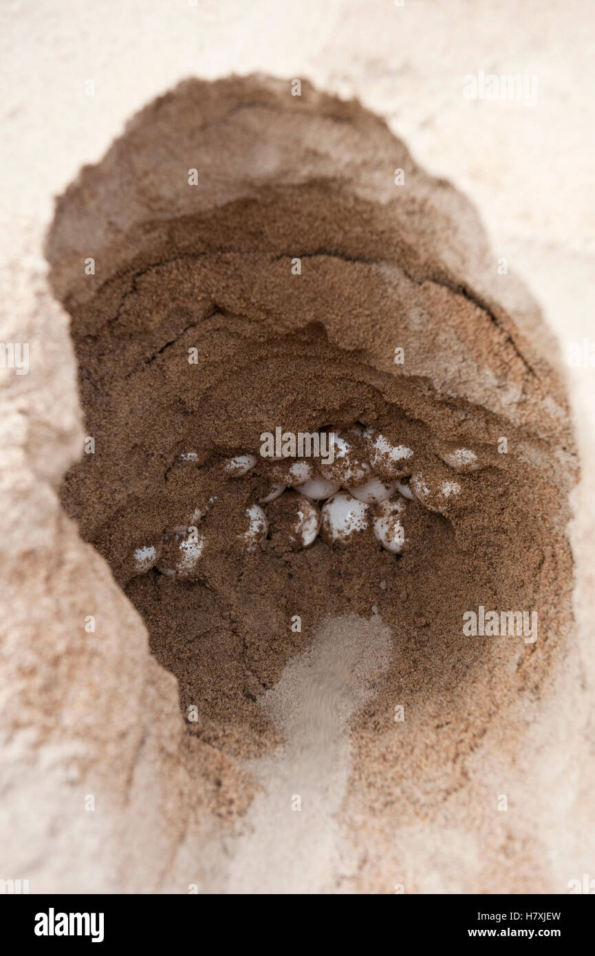 South American River Turtle (Podocnemis expansa) nests being dug up for ...
